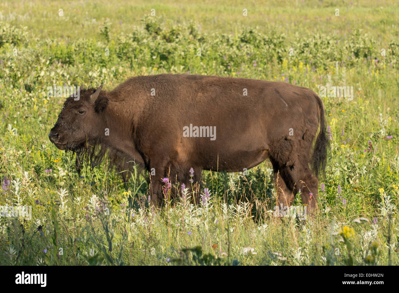 Lake audy campground hi-res stock photography and images - Alamy