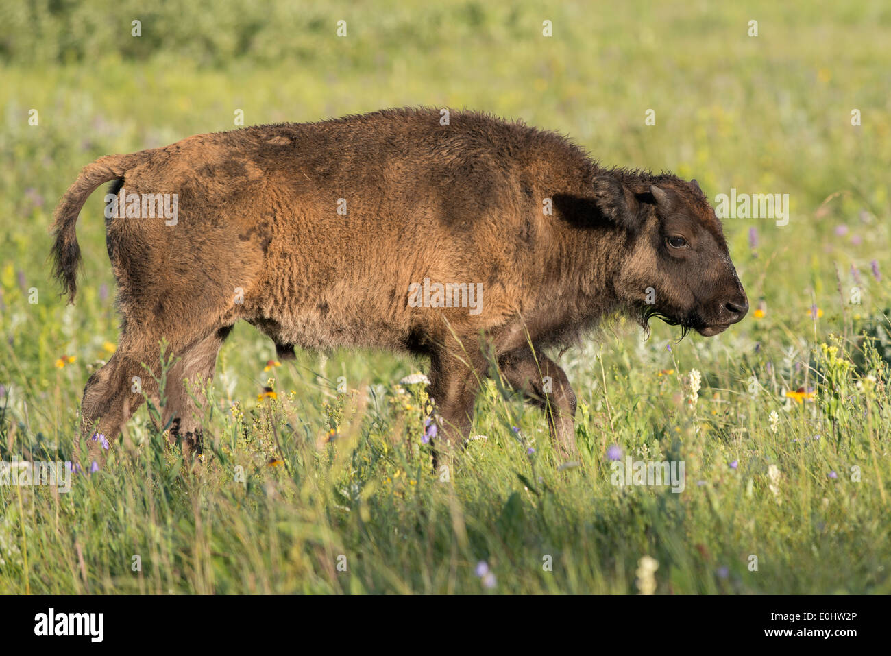 Baby bison hi-res stock photography and images - Alamy