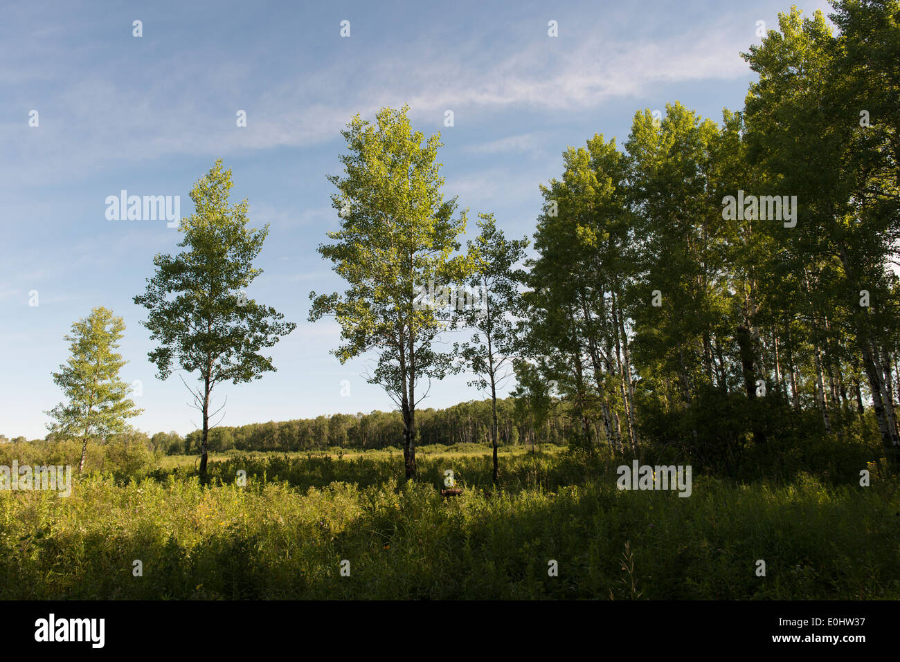 Trees in a field, Riding Mountain National Park, Manitoba, Canada Stock ...