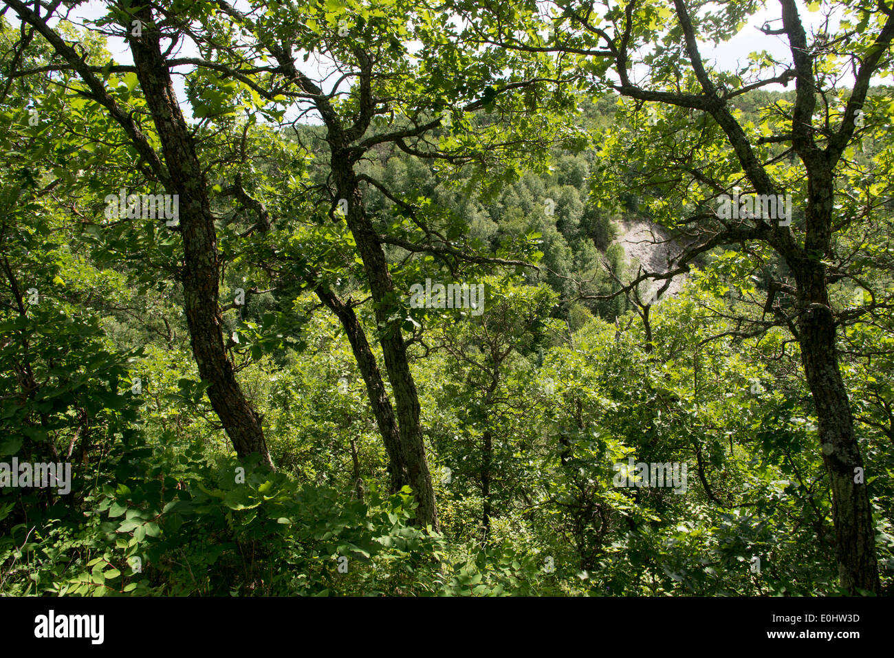 Trees in a forest, Wasagaming, Riding Mountain National Park, Manitoba ...