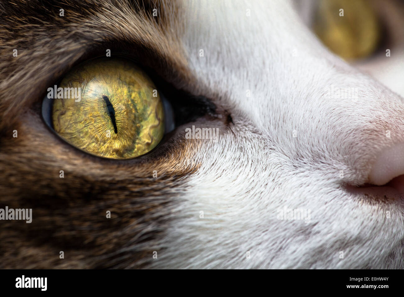 Katzenblick - Cat's gaze Stock Photo - Alamy