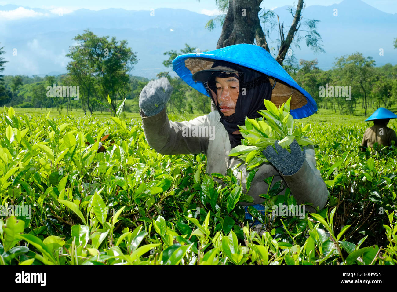 field workers busy picking tea at the wonosari tea plantation near ...