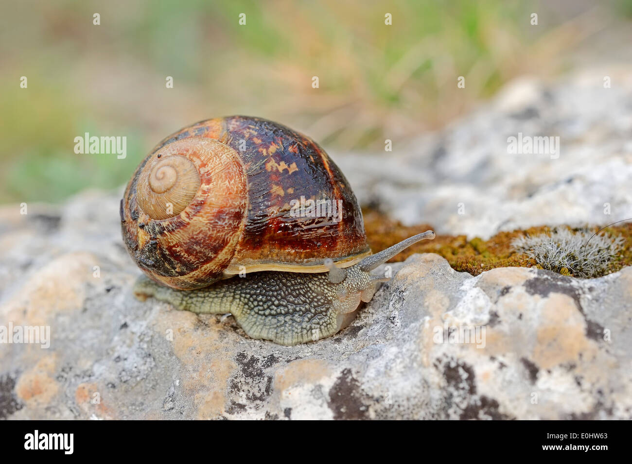 Cryptomphalus Aspersus High Resolution Stock Photography and Images - Alamy