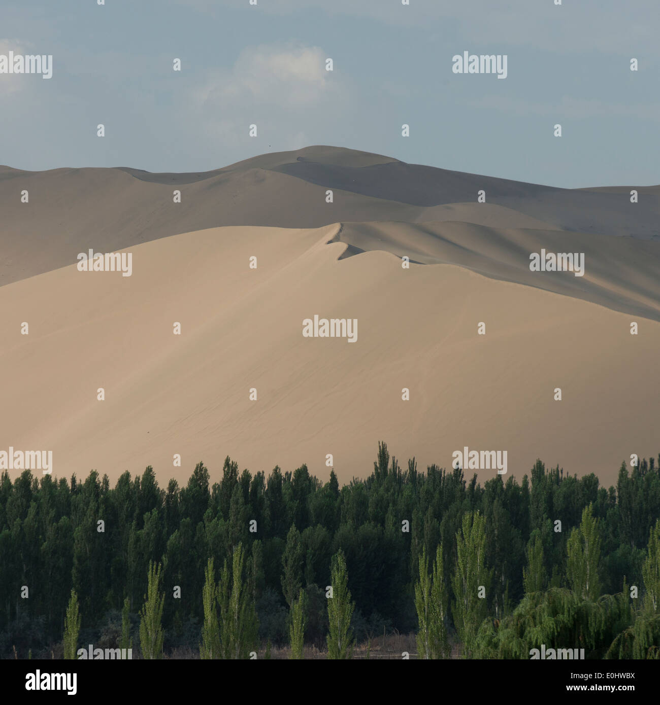Trees with sand dunes at Mingsha Shan, Dunhuang, Jiuquan, Gansu ...