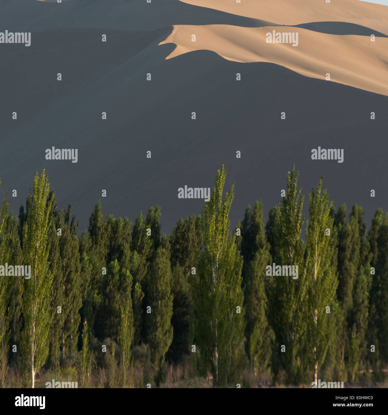 Trees with sand dunes at Mingsha Shan, Dunhuang, Jiuquan, Gansu ...
