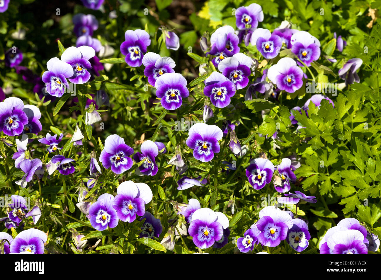 Veilchen Violett High Resolution Stock Photography and Images - Alamy