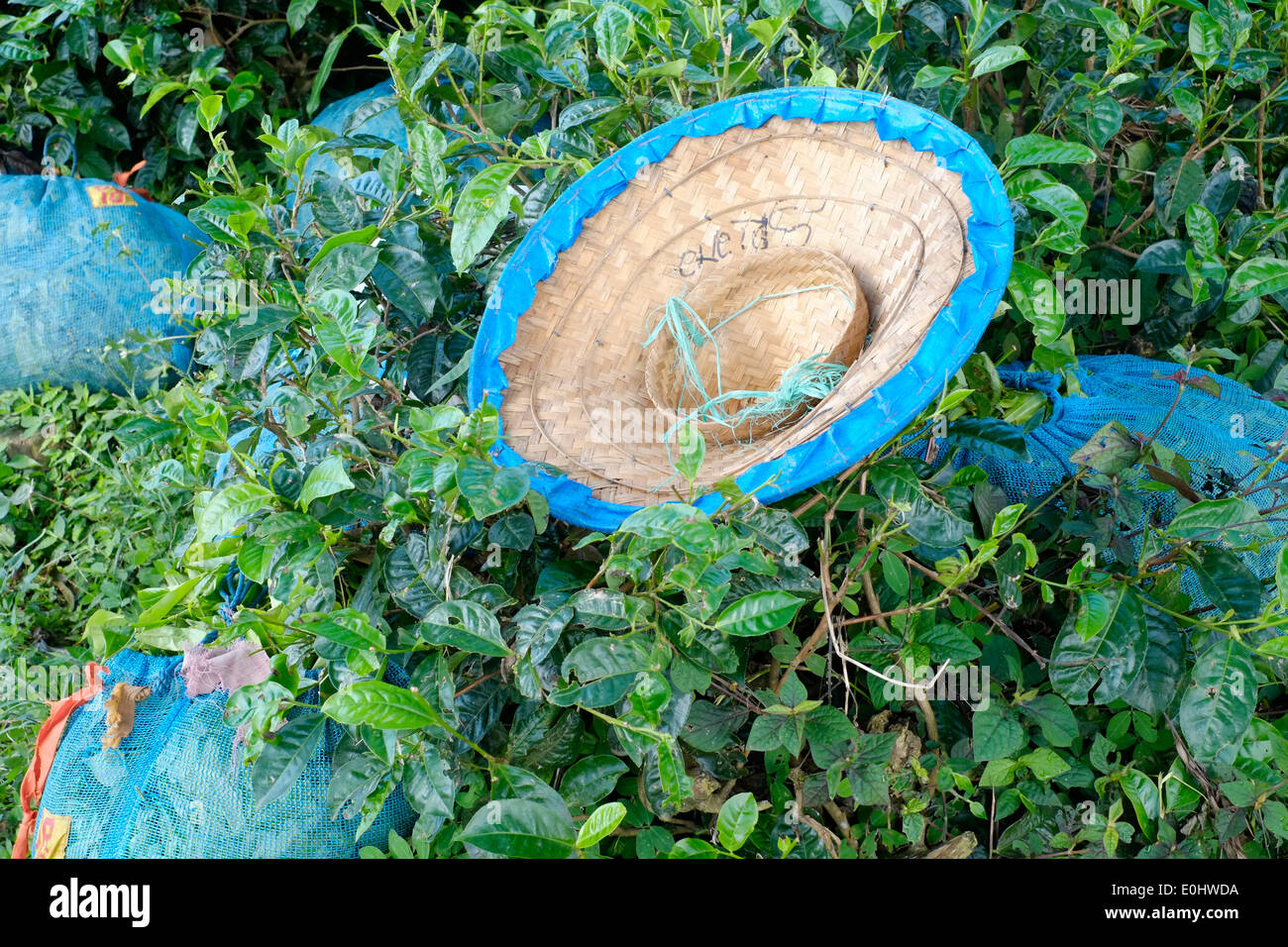 field workers traditional conical straw hat at the wonosari tea ...
