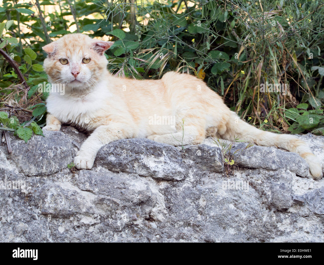Male Alley Cat Stock Photo - Alamy