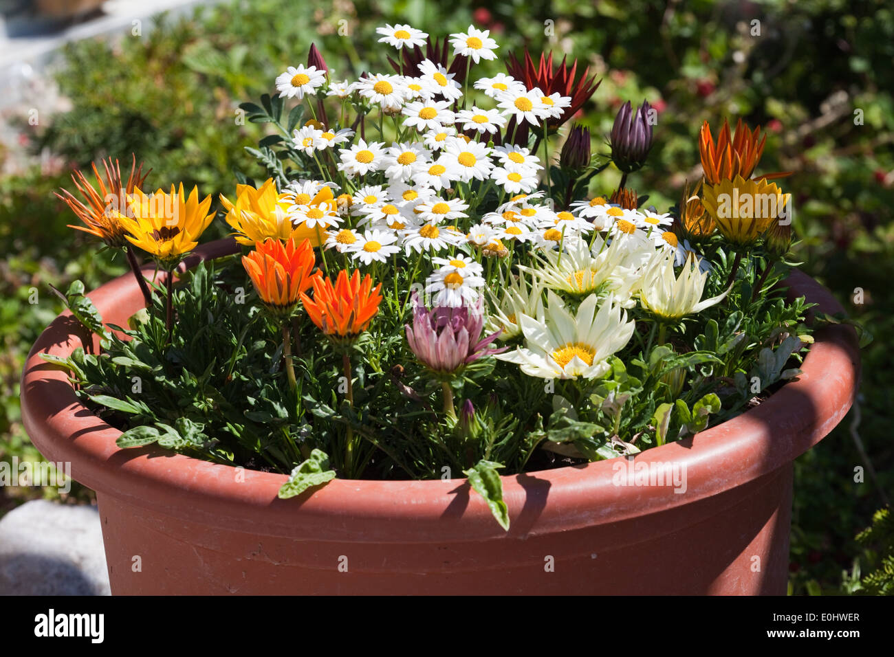 Margeriten hi-res stock photography and images - Alamy