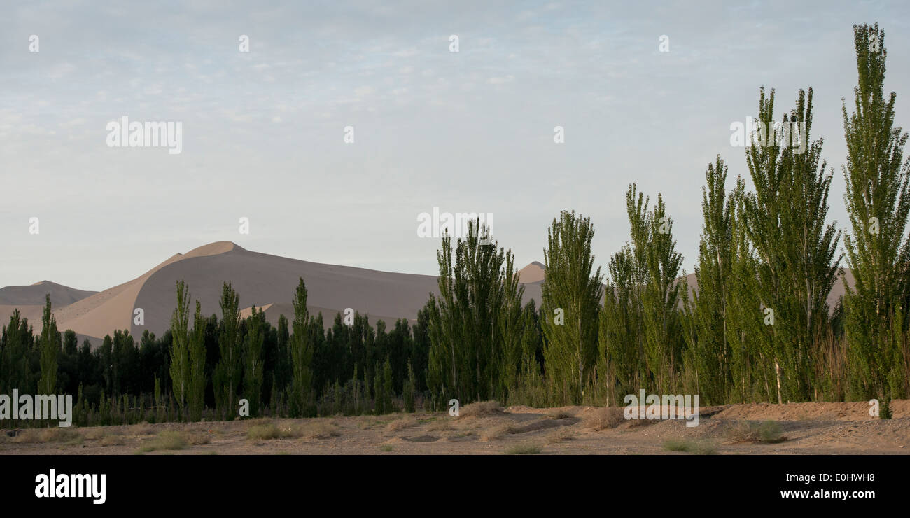 Trees with sand dunes at Mingsha Shan, Dunhuang, Jiuquan, Gansu ...
