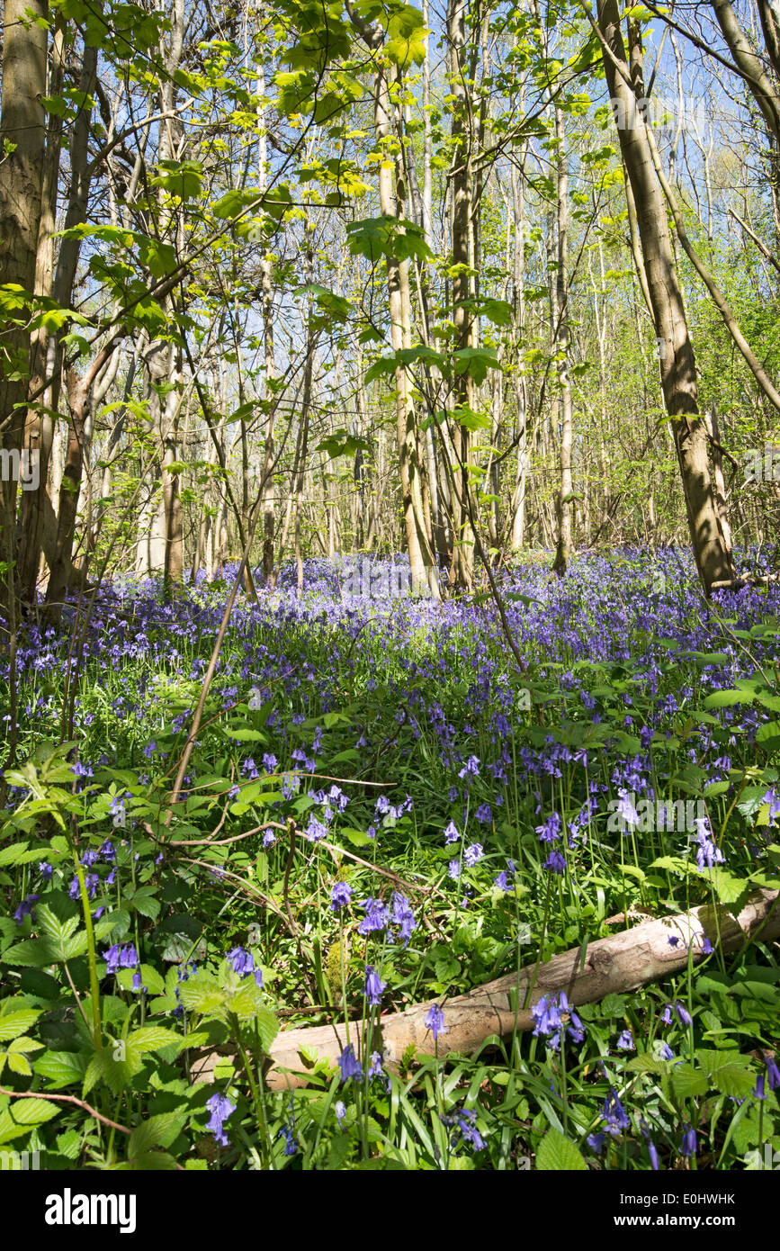 Bluebells no trees hi-res stock photography and images - Alamy