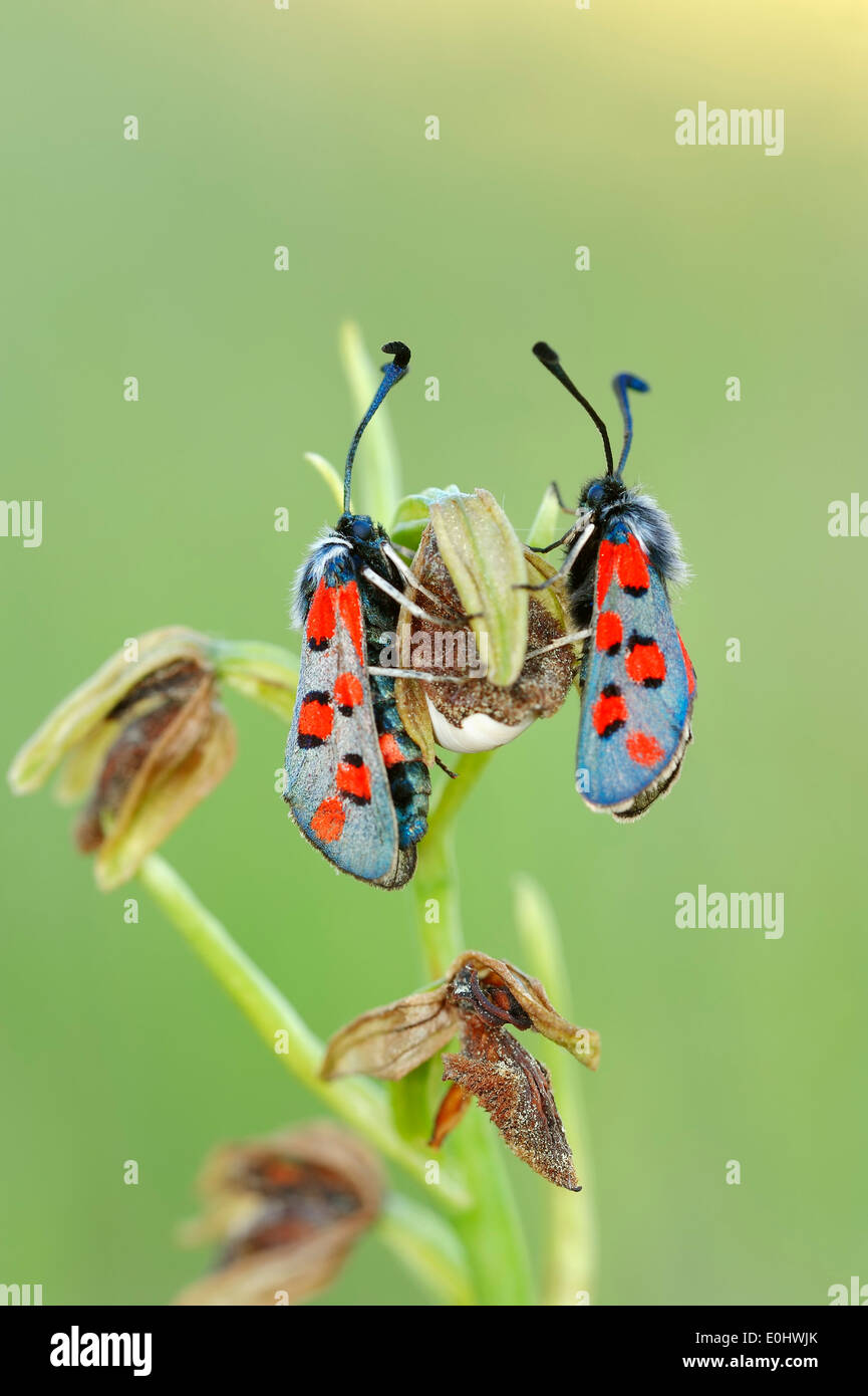 Burnet moth hi-res stock photography and images - Alamy