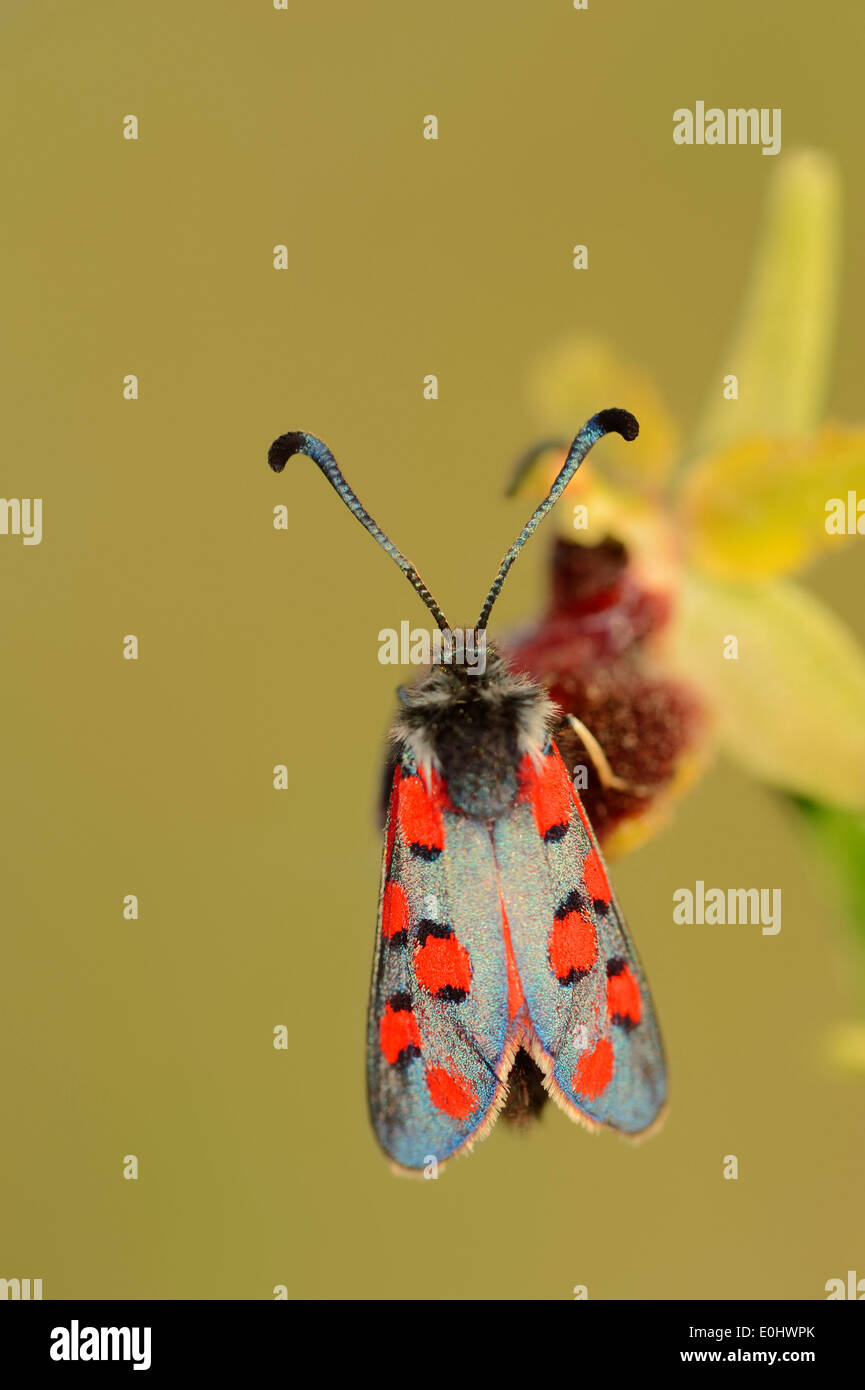 Burnet moth slate burnet zygaena hi-res stock photography and images ...