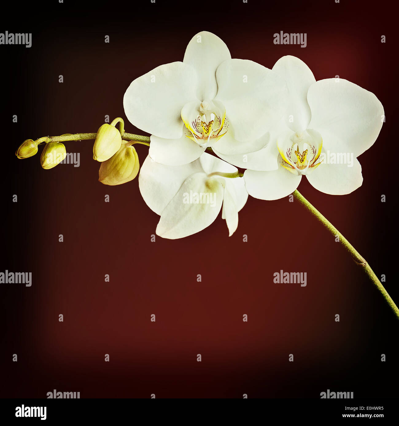 Three day old white orchid with retro filter effect Stock Photo - Alamy