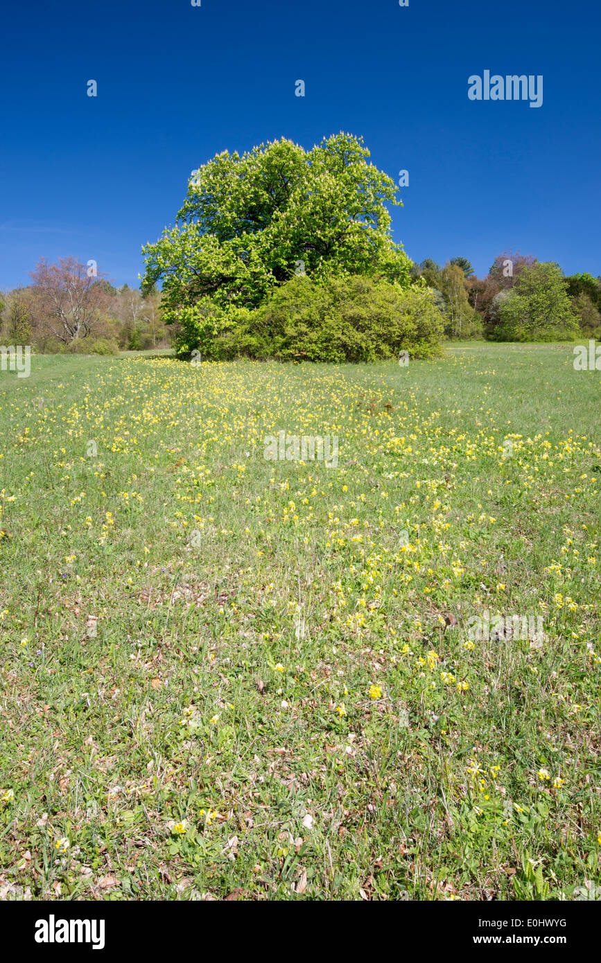 Conker Tree Flower High Resolution Stock Photography and Images - Alamy