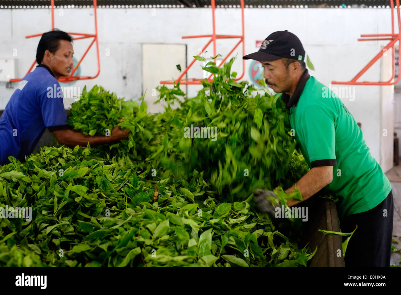 Sorting tea leaves hi-res stock photography and images - Alamy