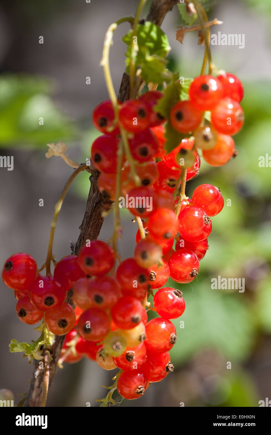 Ribiselstrauch e hi-res stock photography and images - Alamy