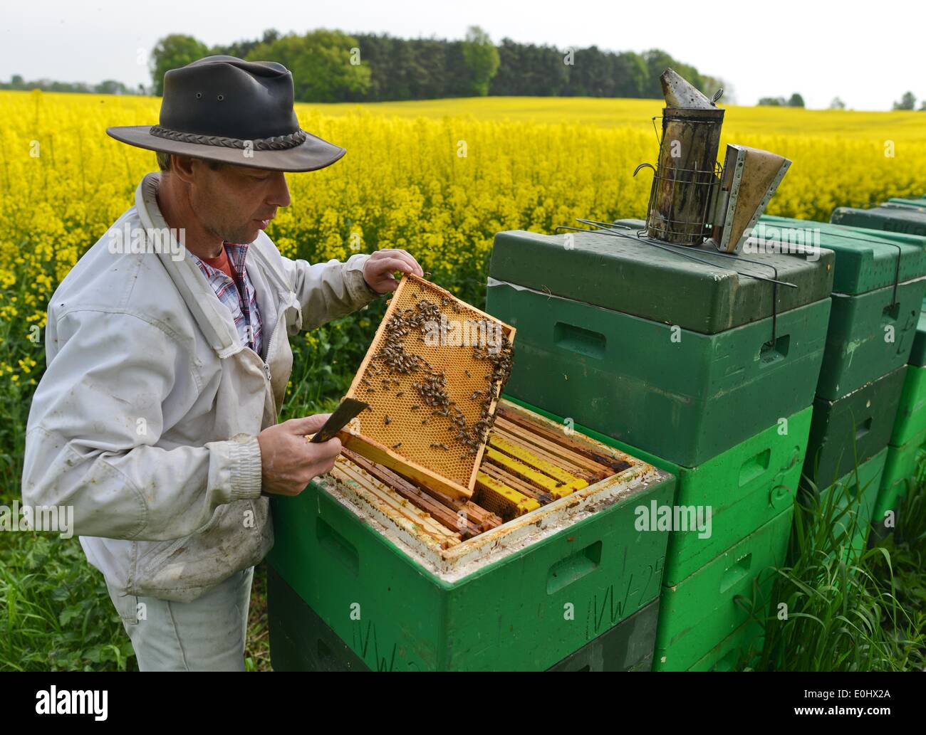 Female worker bees hi-res stock photography and images - Alamy