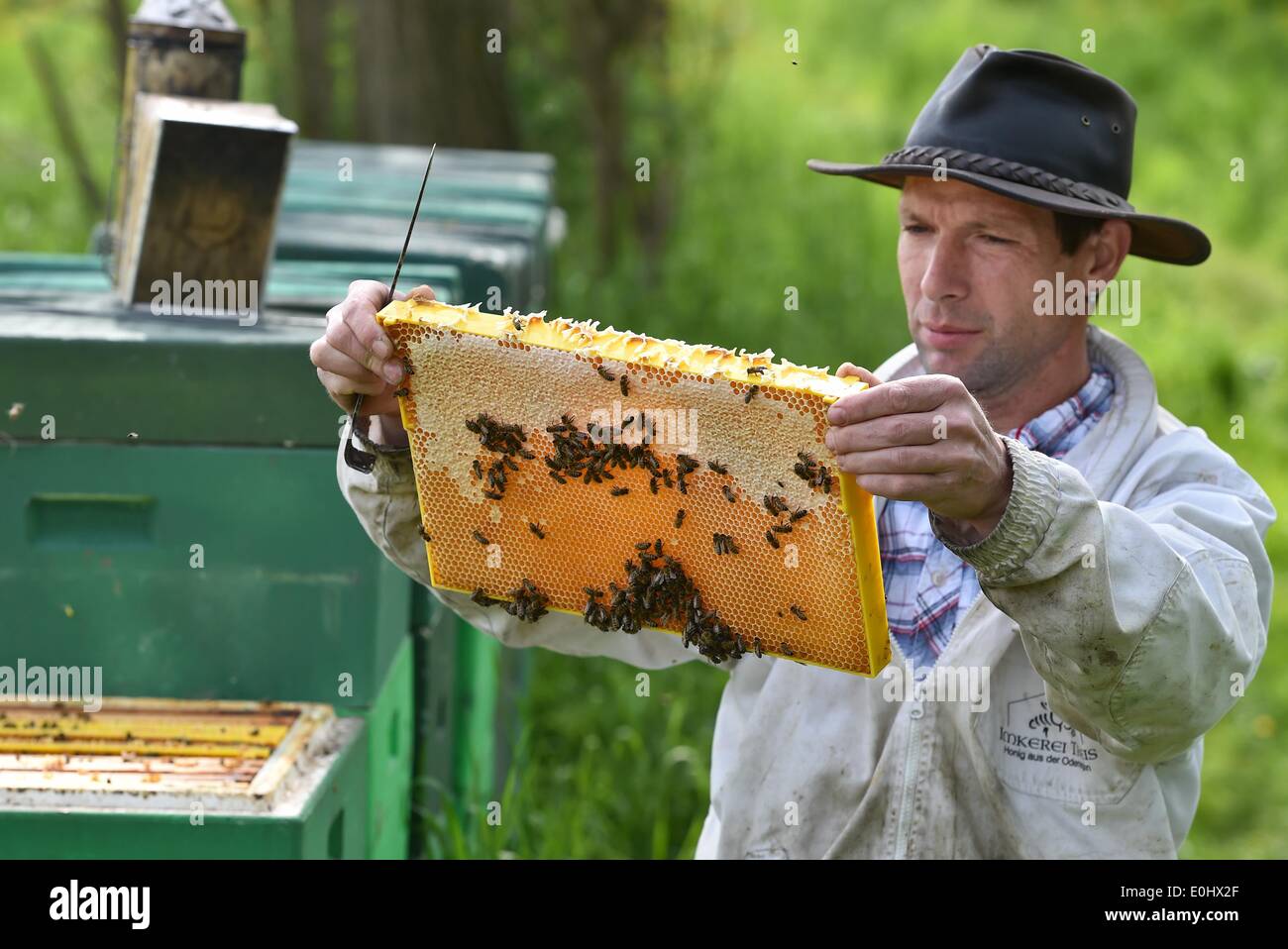 Female worker bees hi-res stock photography and images - Alamy