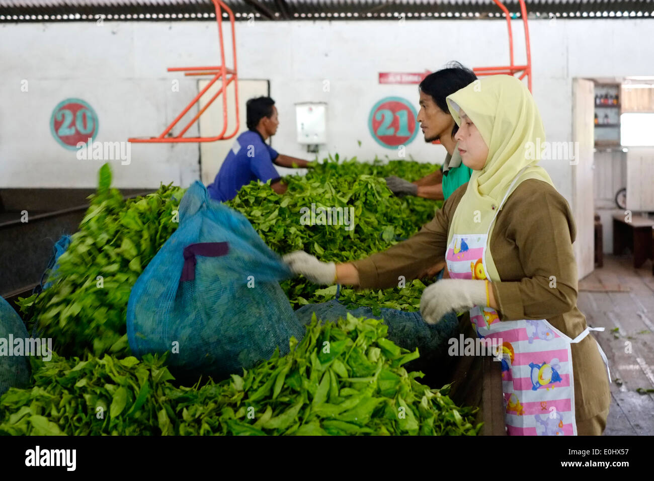workers sorting freshly picked leaves at the wonosari tea plantation ...