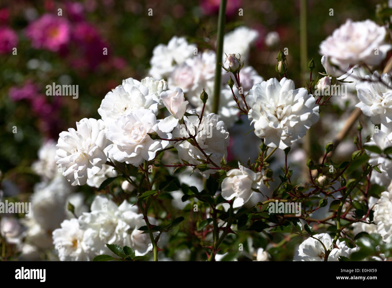Weisse Rosen, DIE GARTEN TULLN 2009 - White Roses Stock Photo - Alamy
