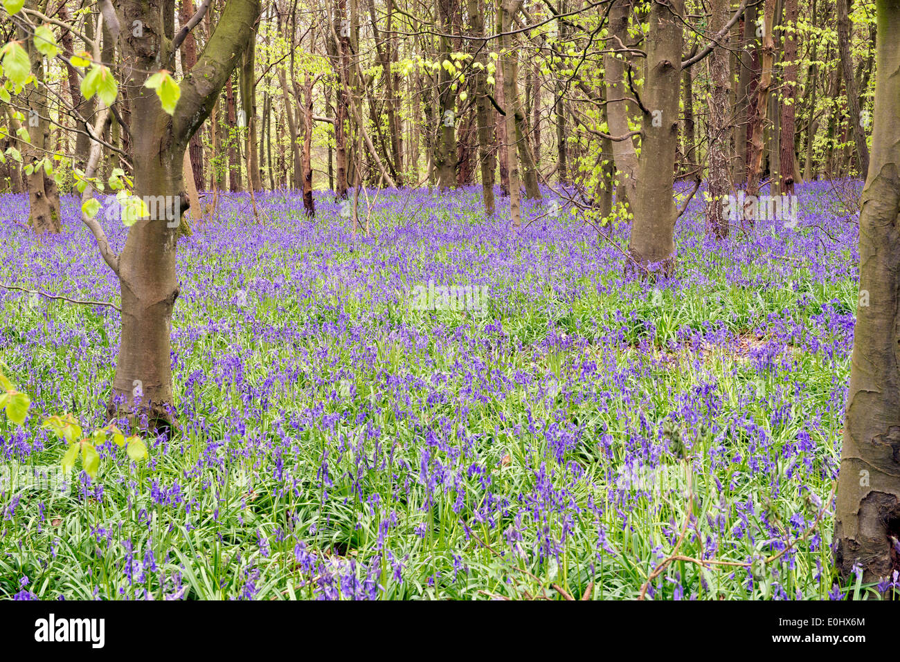 Bluebells no trees hi-res stock photography and images - Alamy