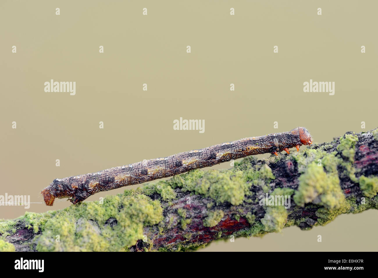 Mottled hi-res stock photography and images - Alamy
