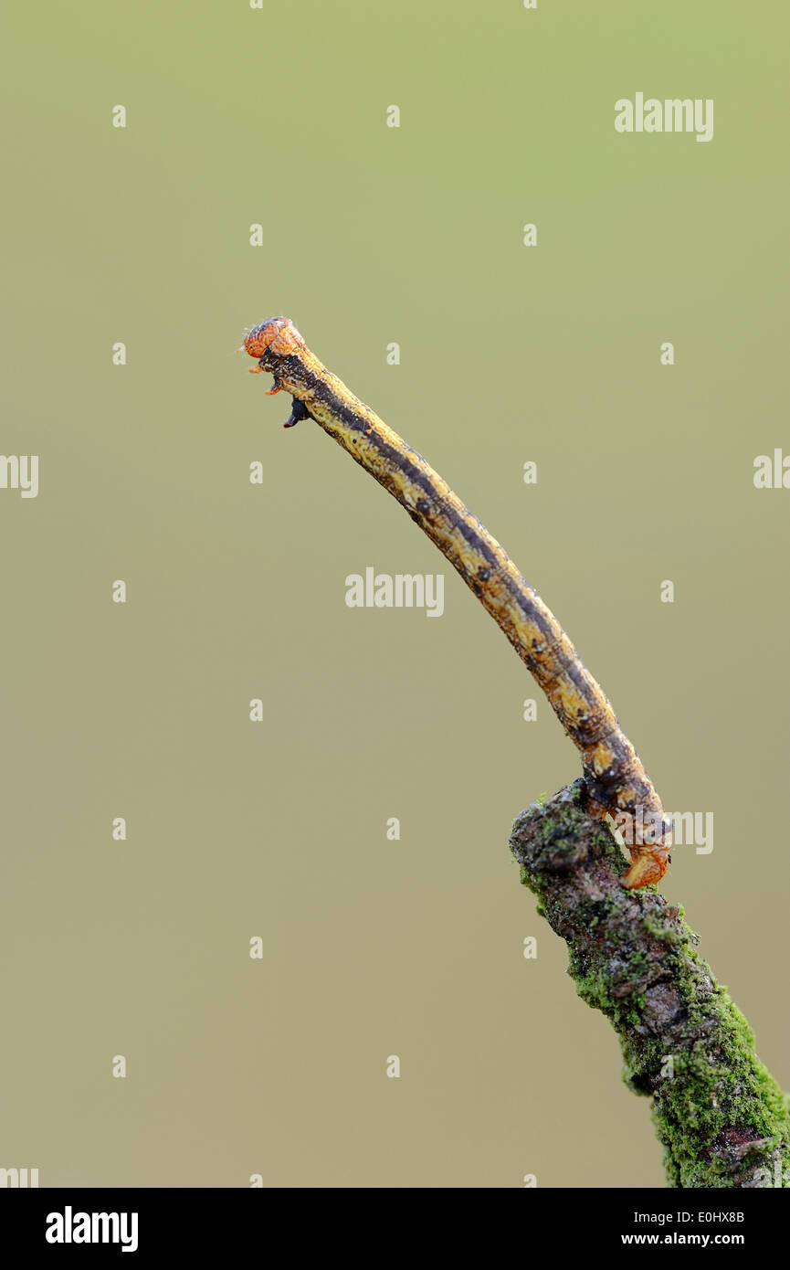 Mottled Umber (Erannis defoliaria), caterpillar, Netherlands Stock ...