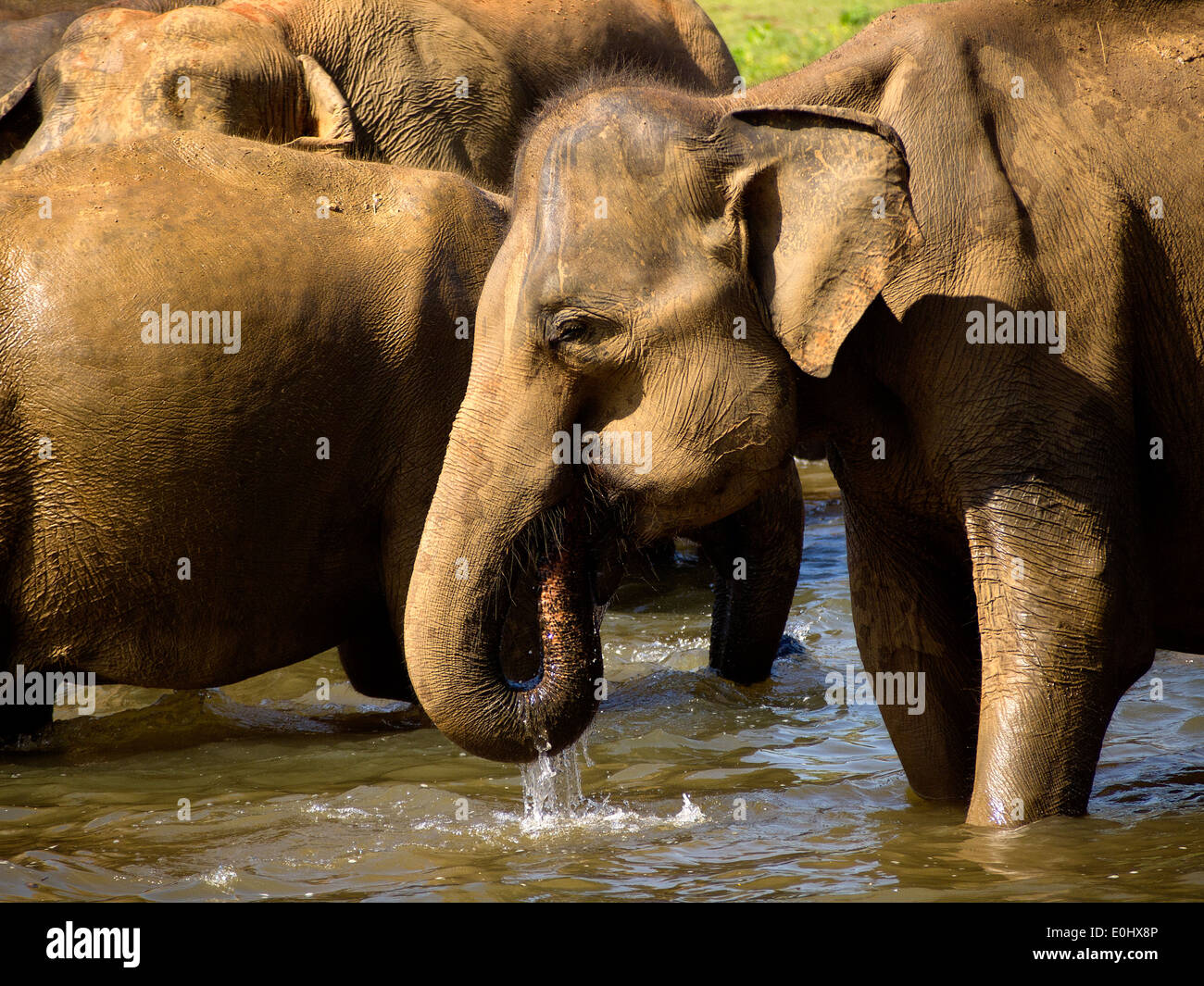 Elephant bathing at the orphanage in Sri Lanka Stock Photo - Alamy