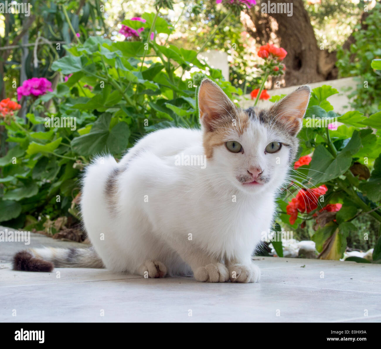 Cute baby kitten Stock Photo - Alamy
