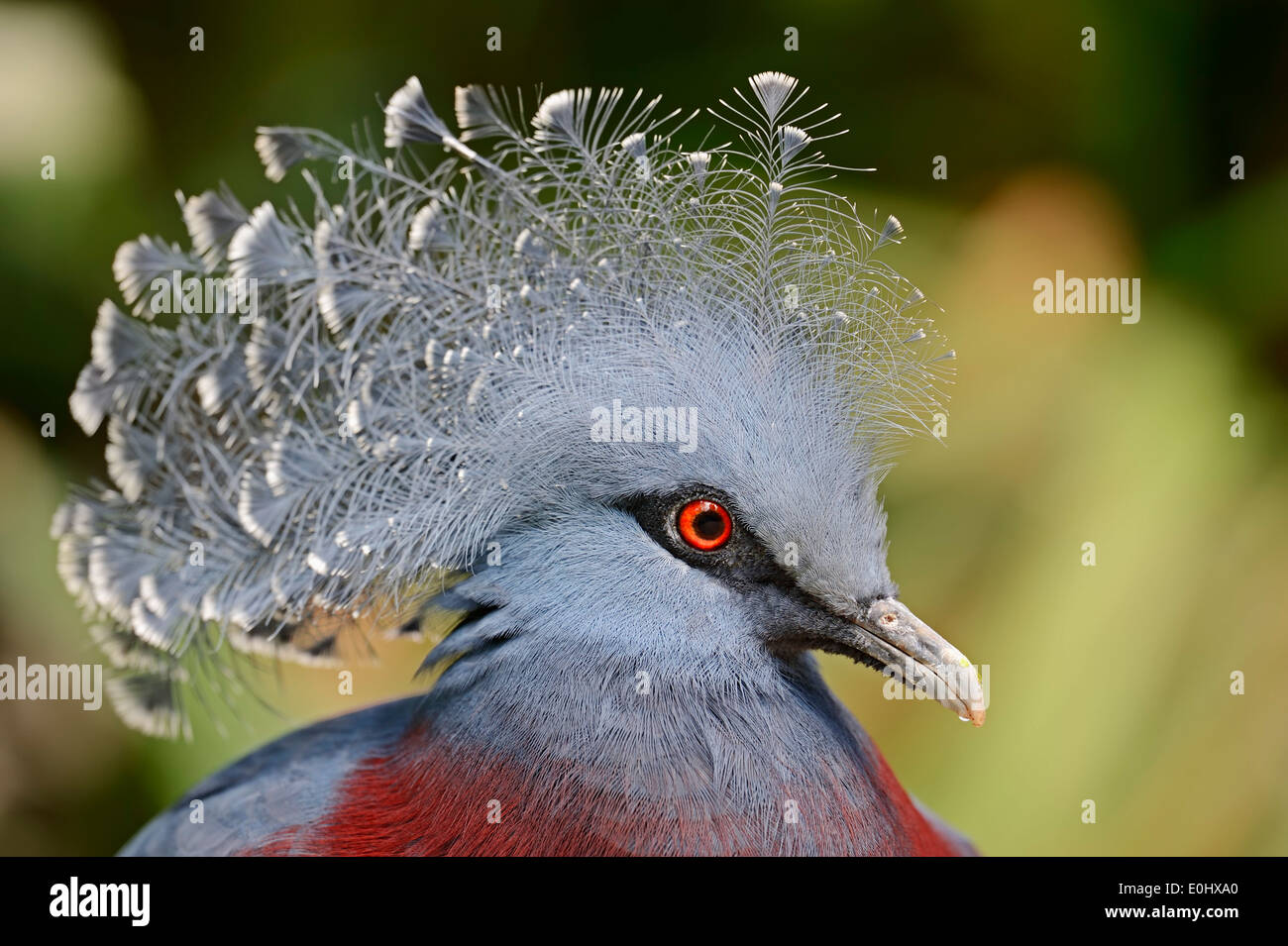 Victoria crowned pigeon portrait hi-res stock photography and images ...