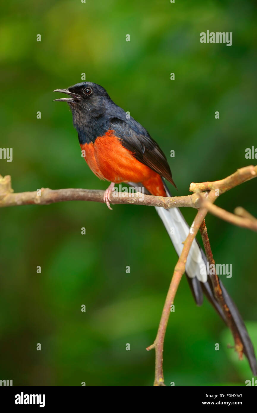 White Rumped Shama Thrush High Resolution Stock Photography and Images ...