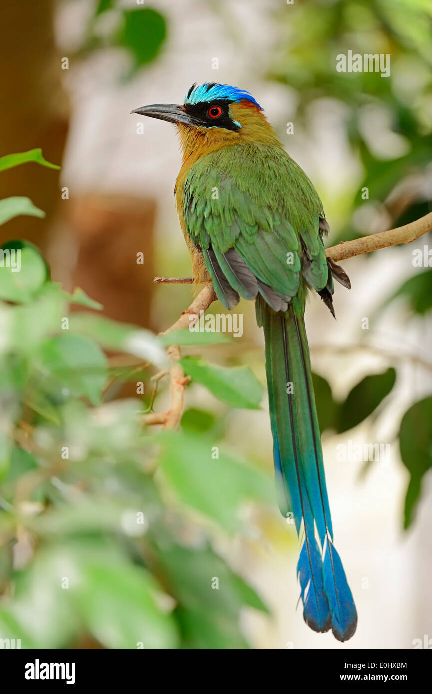 Blue-crowned Motmot (Momotus momota Stock Photo - Alamy
