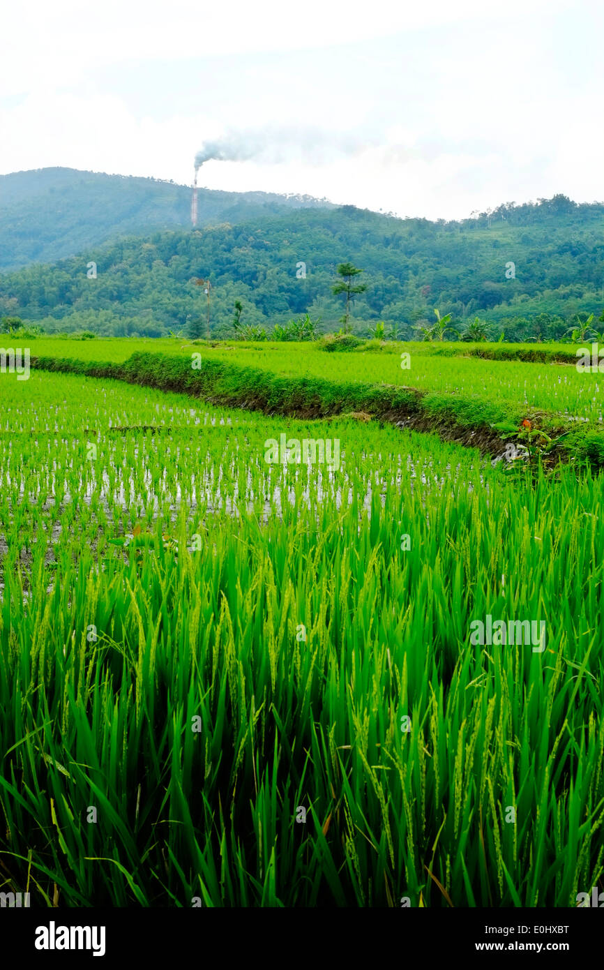 view over lush green rice fields to a factory chimney belching smoke ...