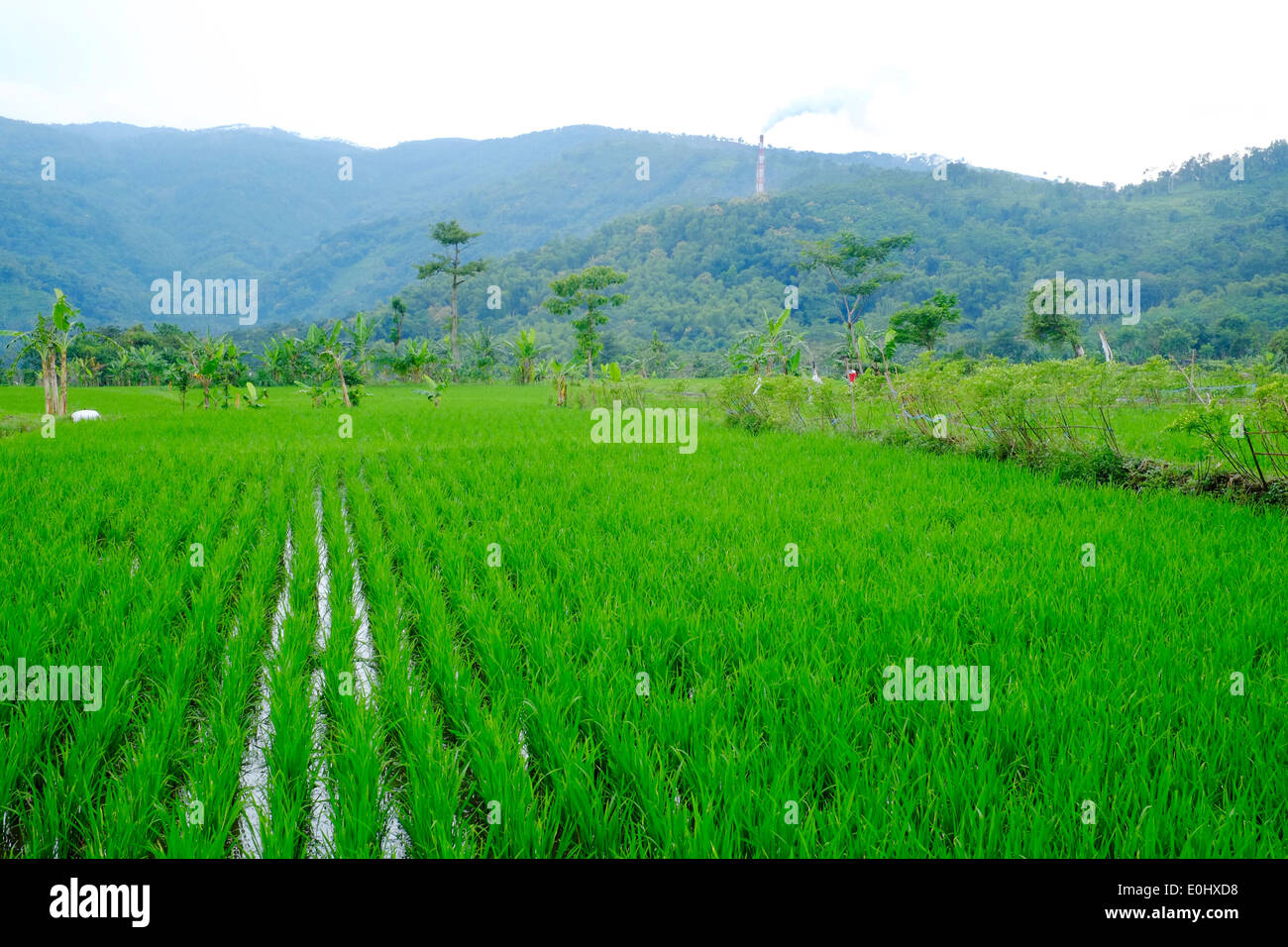 view over lush green rice fields to a factory chimney belching smoke ...