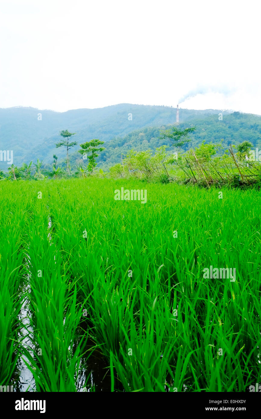 view over lush green rice fields to a factory chimney belching smoke ...