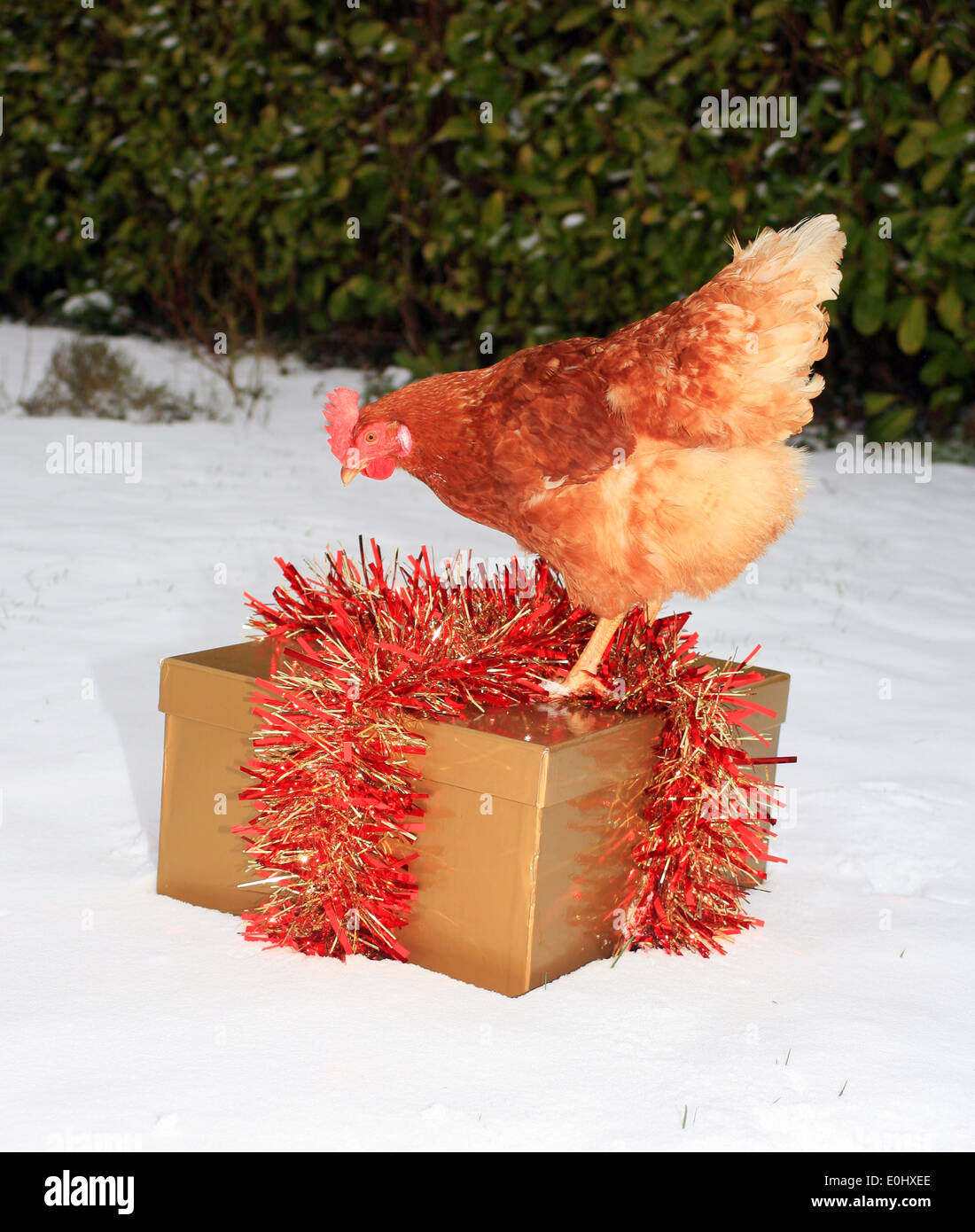 Chickens snow hi-res stock photography and images - Alamy