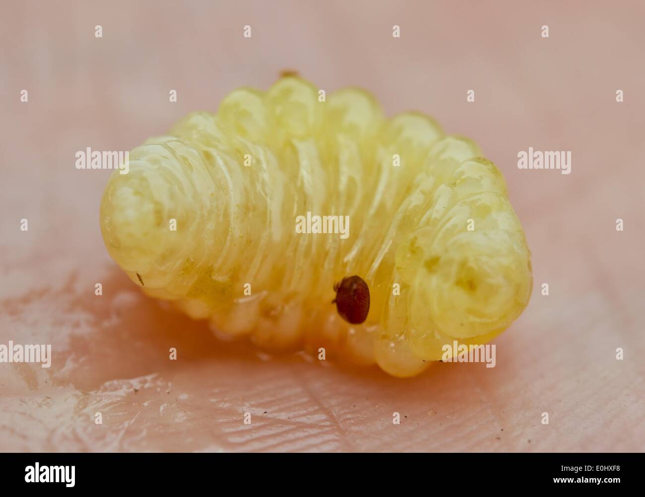 Varroa Larvae High Resolution Stock Photography and Images - Alamy
