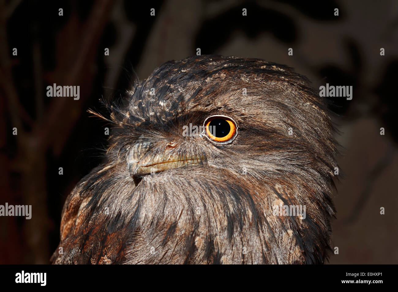 Tawny Frogmouth (Podargus strigoides) at night, Australia Stock Photo ...