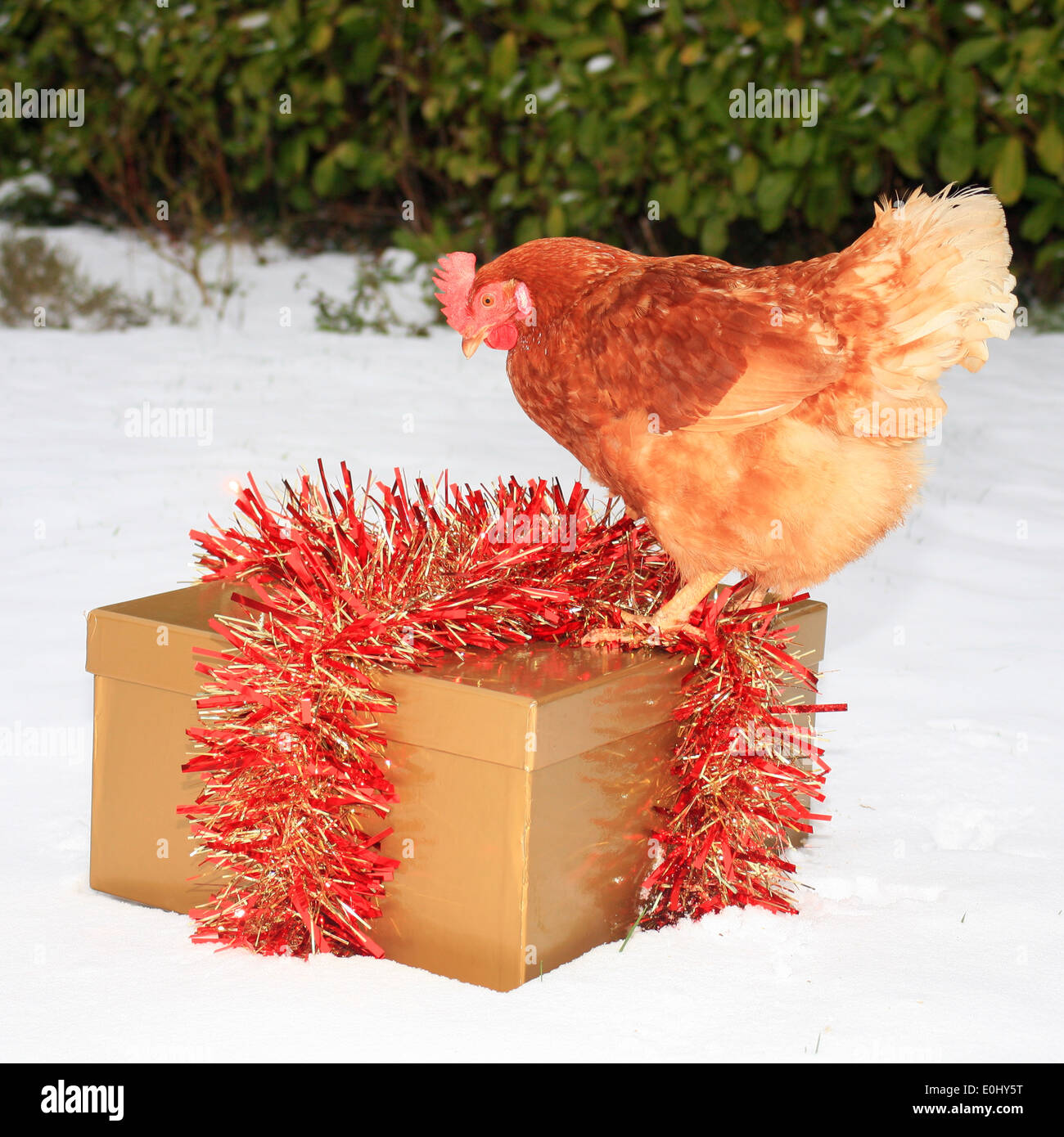 chicken on christmas present in the snow Stock Photo - Alamy
