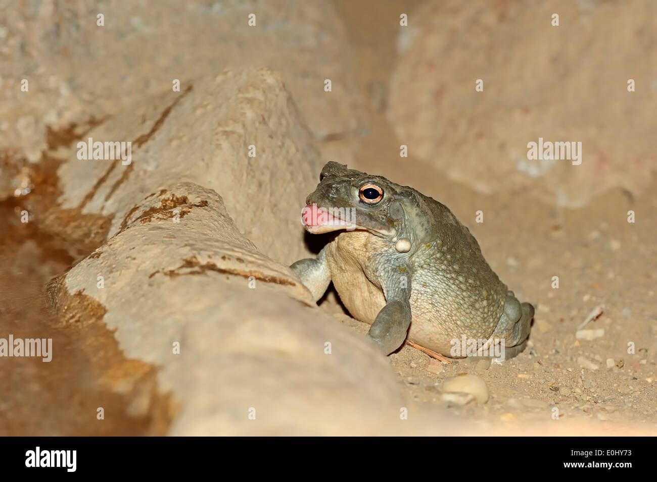 Colorado River Toad or Sonoran Desert Toad (Bufo alvarius Stock Photo ...