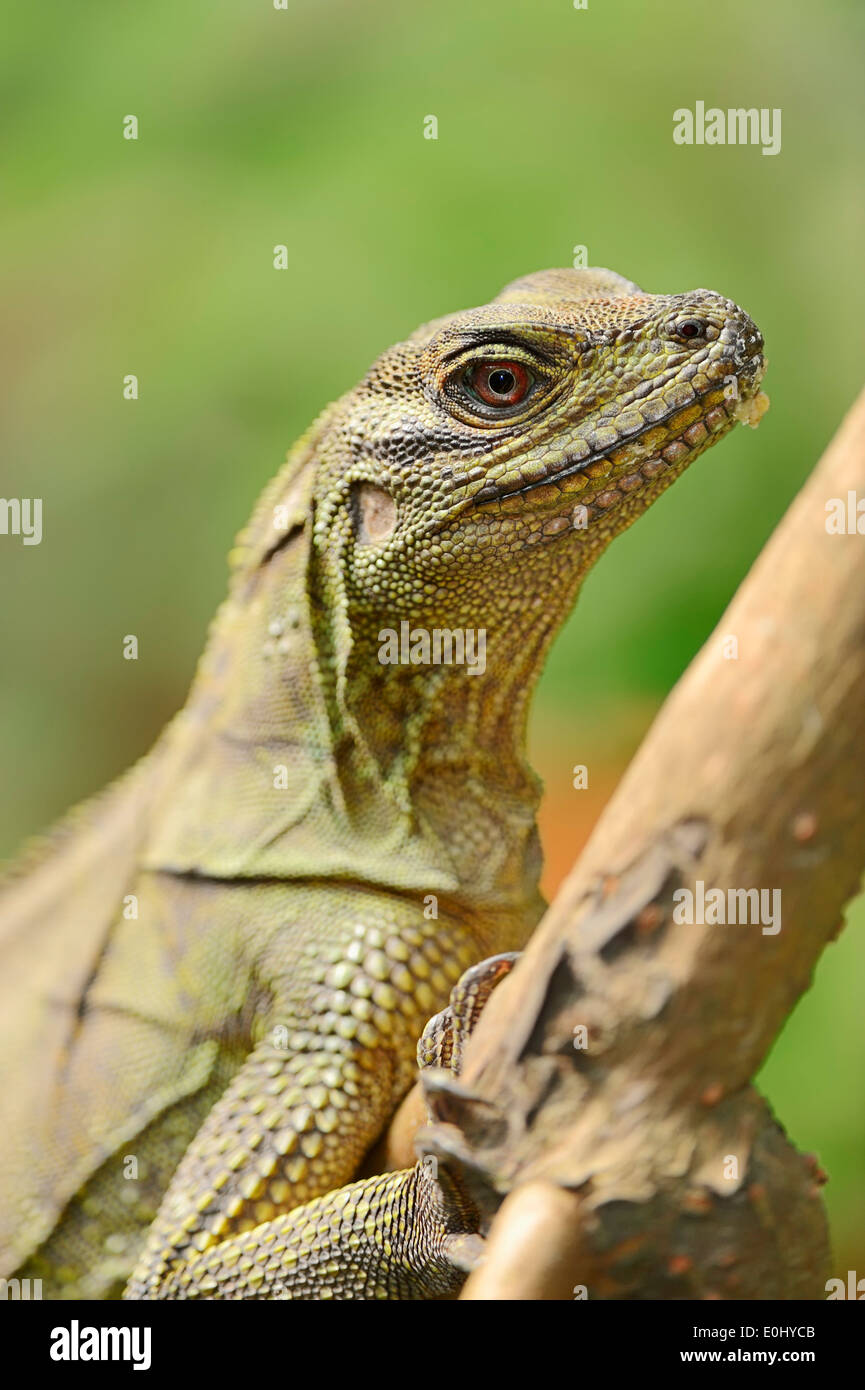 Amboina Sail Finned Lizard or Amboina Sailfin Lizard (Hydrosaurus ...