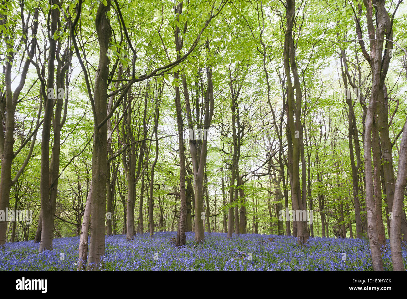 Spring sunshine sparkles life into an ancient chestnut beech woodland ...