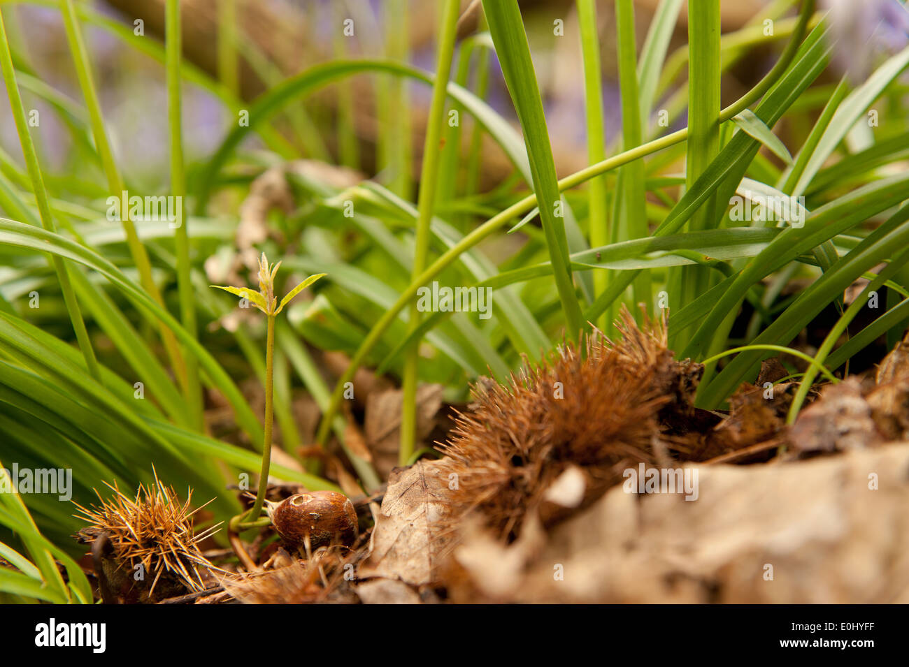 New leaves from single sweet chestnut tree sapling against early ...