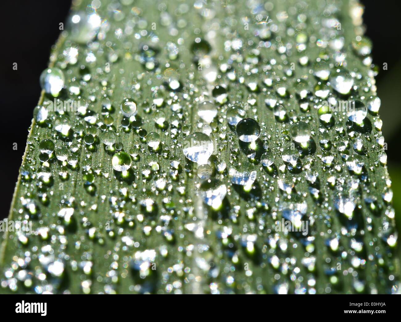 Raindrops shimmer on a reed leaf after a rain shower in Frankfurt (Oder ...