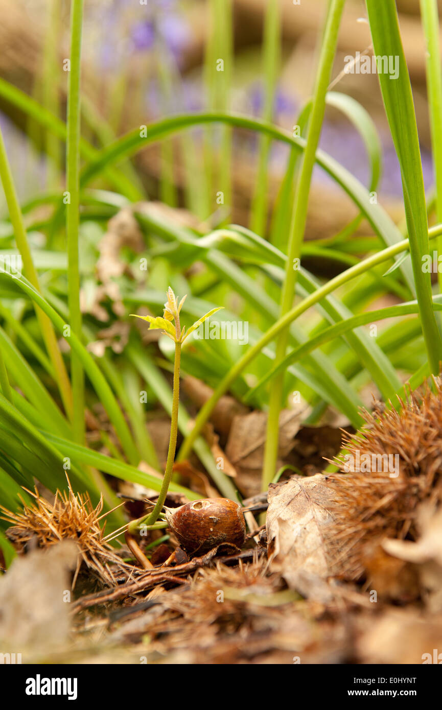 New leaves from single sweet chestnut tree sapling against early ...