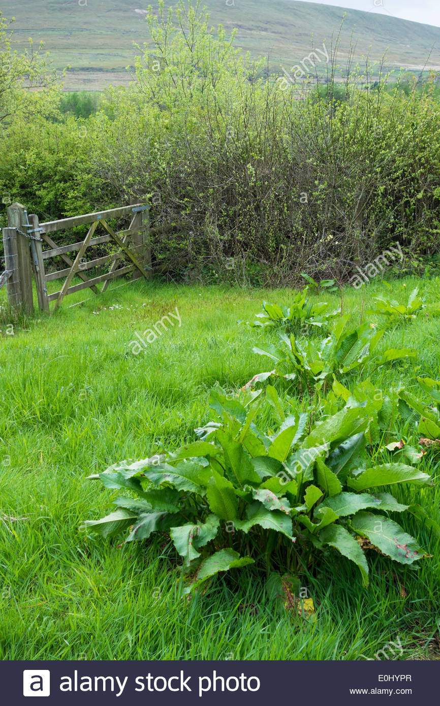 Dock Leaves Stock Photos & Dock Leaves Stock Images - Alamy