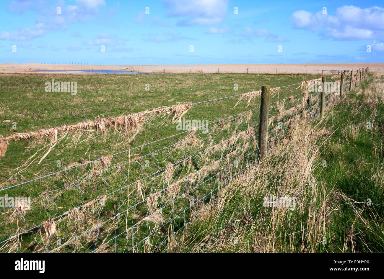 A fence with trapped vegetation resulting from the east coast tidal ...