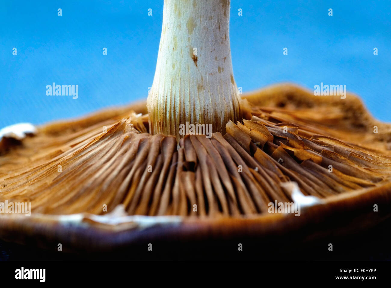 Mushroom gill underside hi-res stock photography and images - Alamy