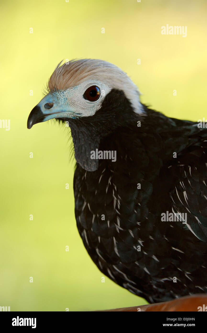 Common piping guan hi-res stock photography and images - Alamy